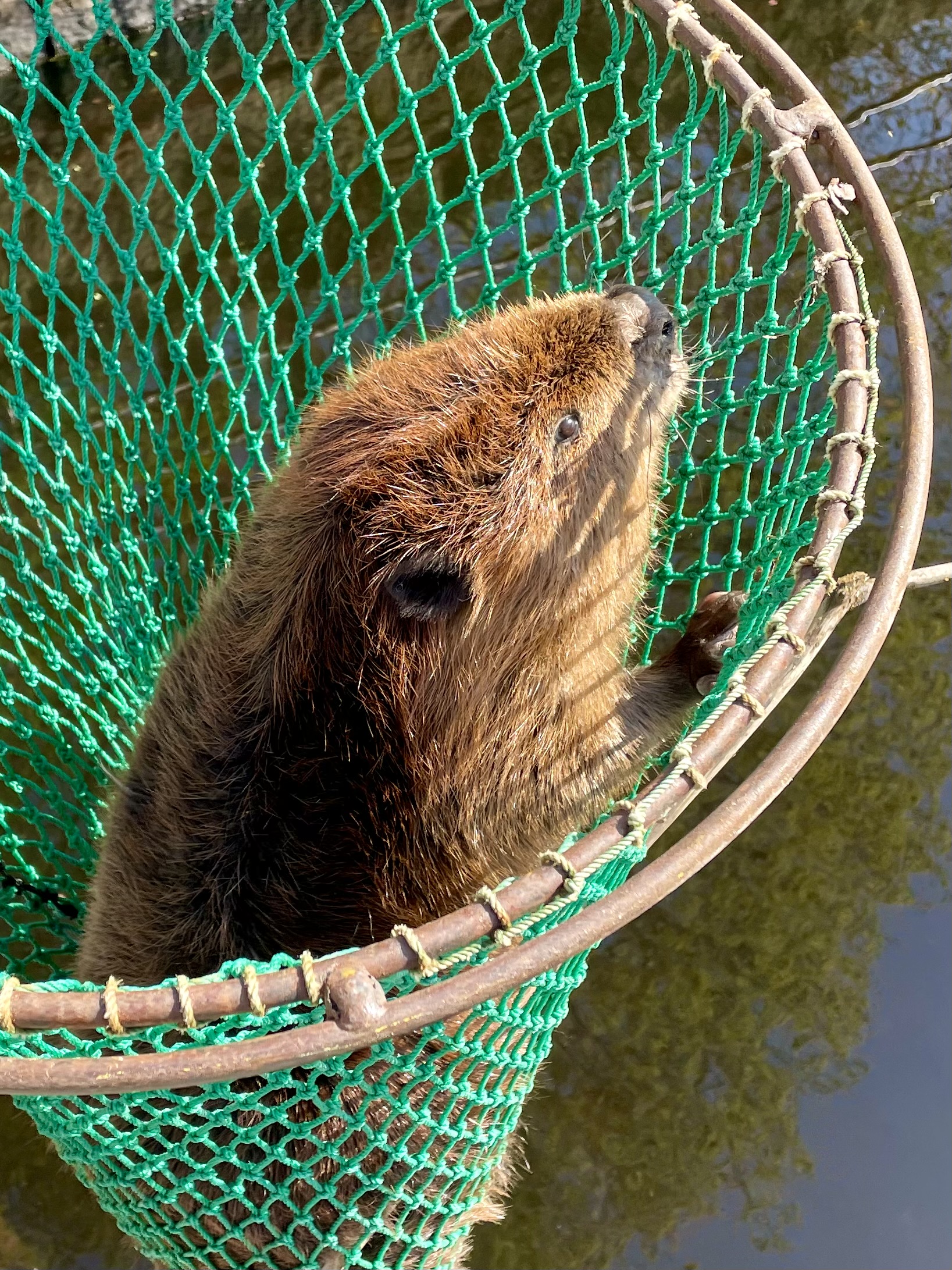 BEAVERS & BEERS - Ipswich River Watershed Association